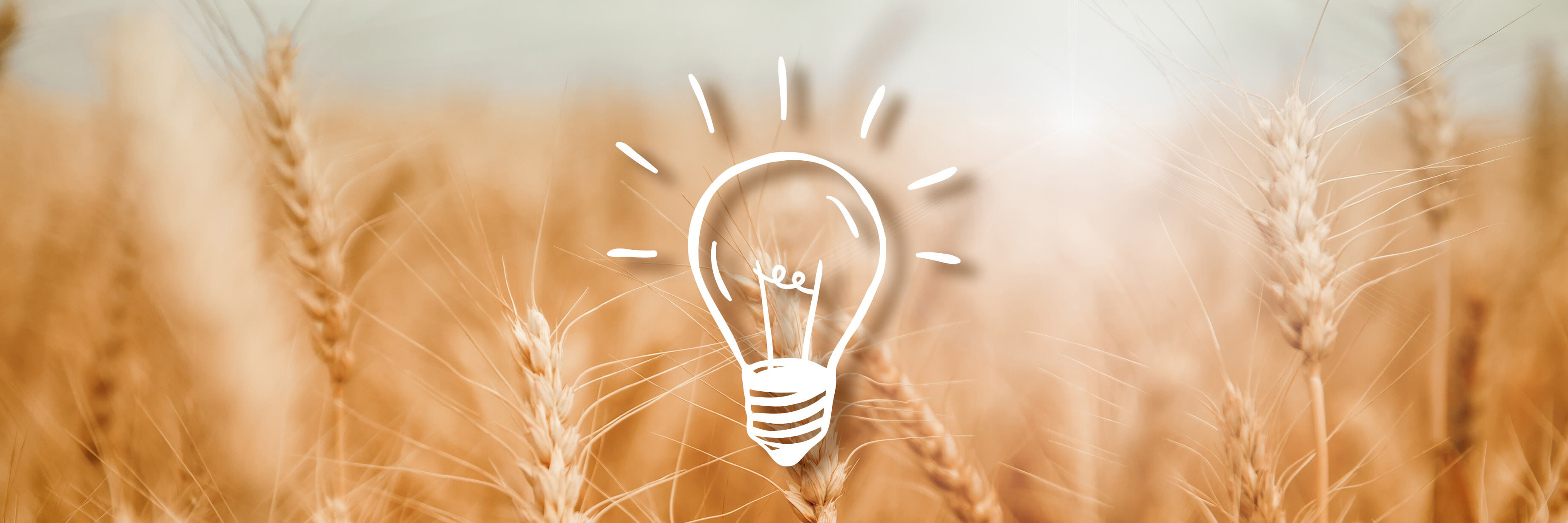 Obilniny ako ich poznáte i nepoznáte| Flora